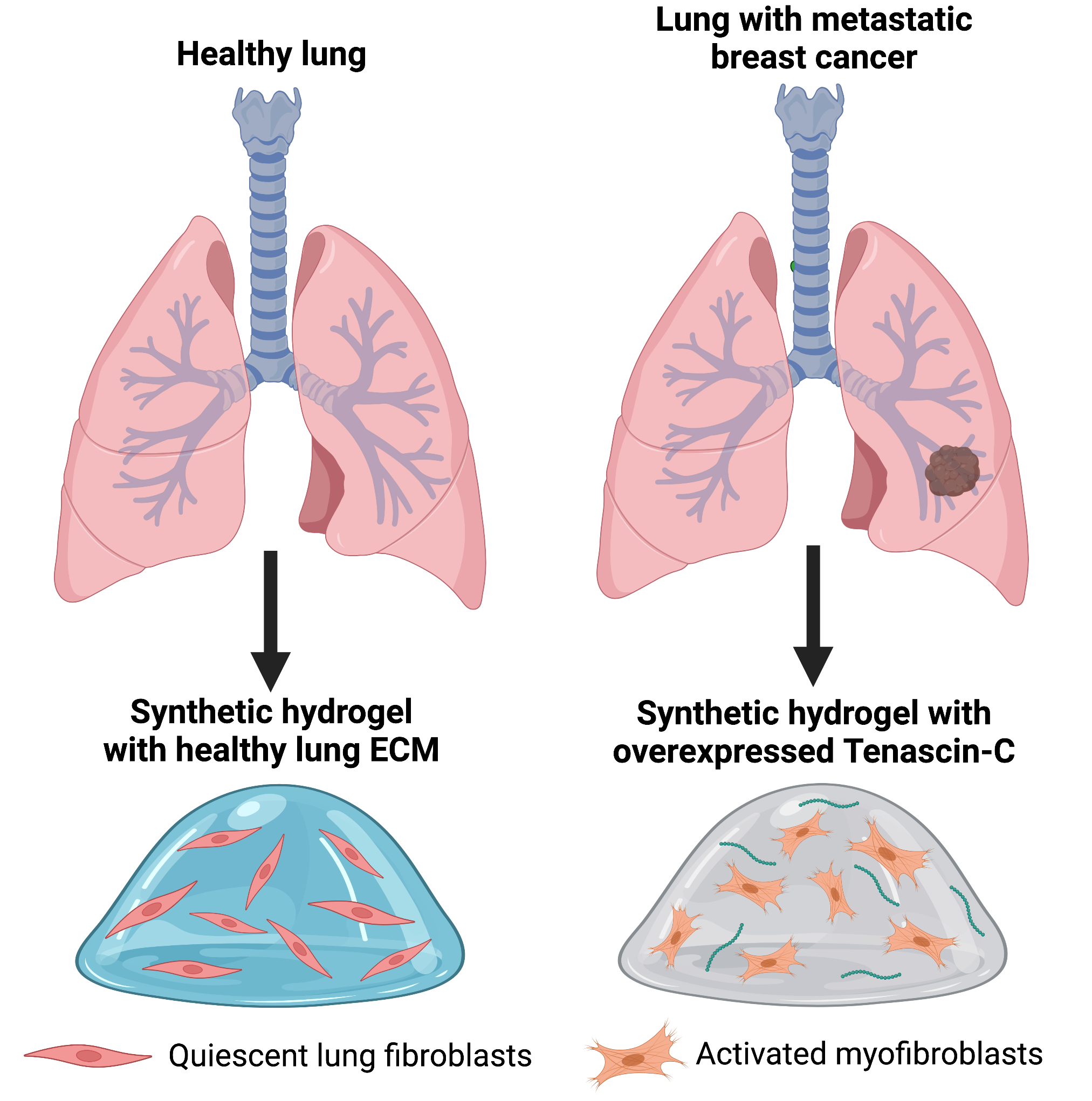 Tenascin-C activation of lung fibroblasts in a 3D synthetic lung extracellular matrix mimic